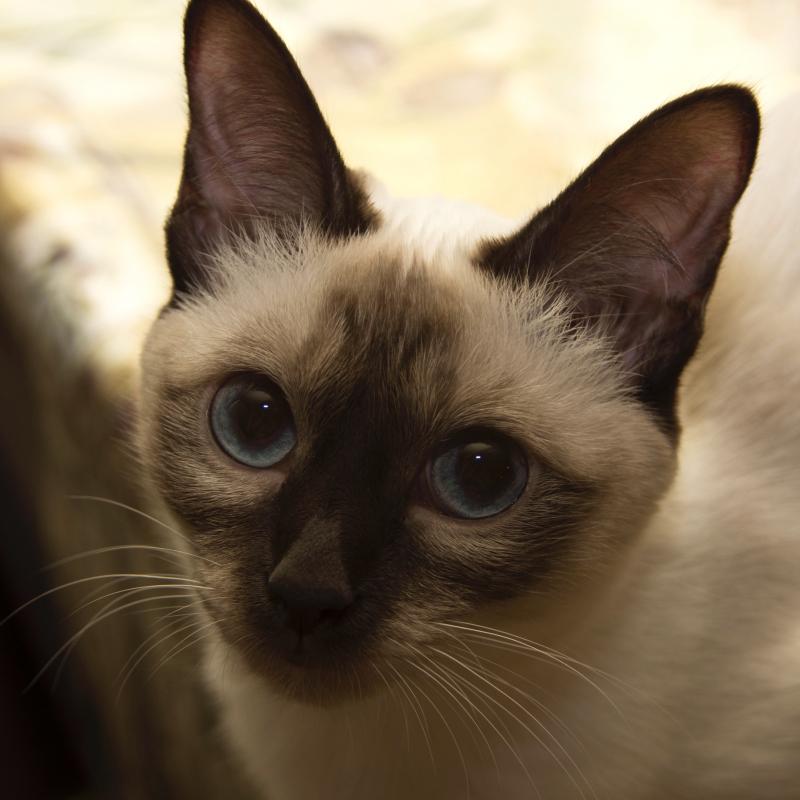 Siamesedream - Siamese Queens