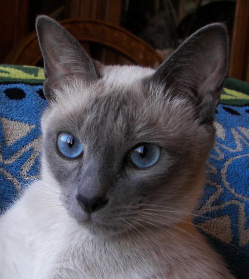 Siamesedream - Siamese Queens