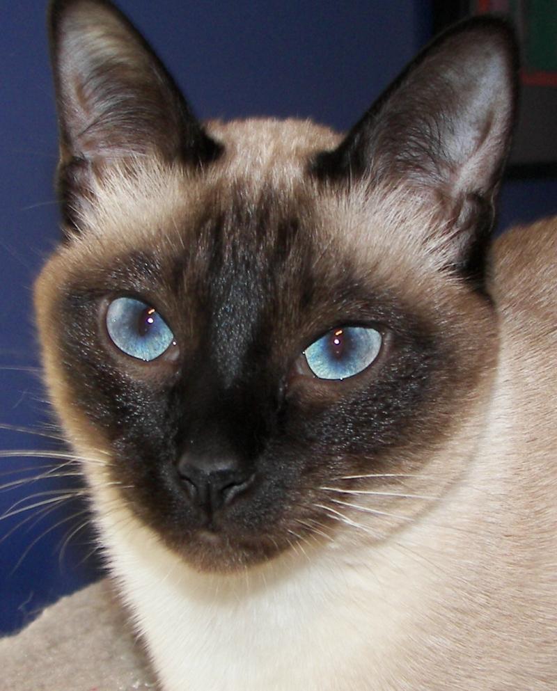 Siamesedream - Our Retired Siamese Queens